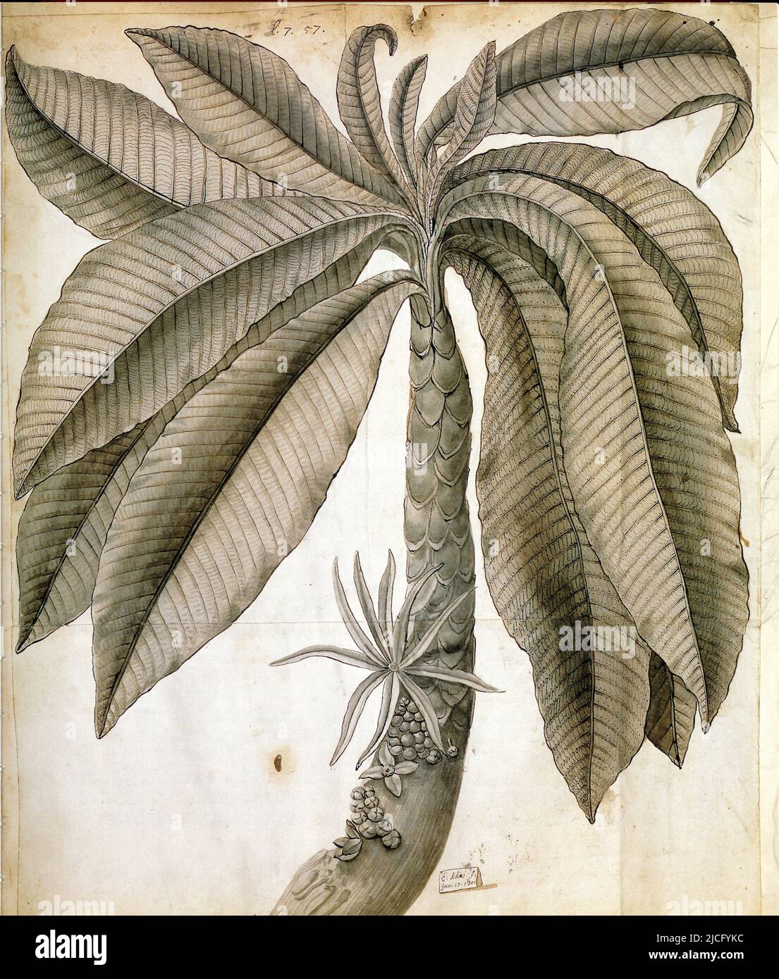 L'Anchovy-Pear Tree. Grias cauliflora Stock Photo - Alamy