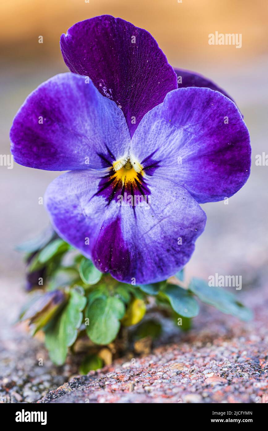 Pansy closeup hi-res stock photography and images - Alamy