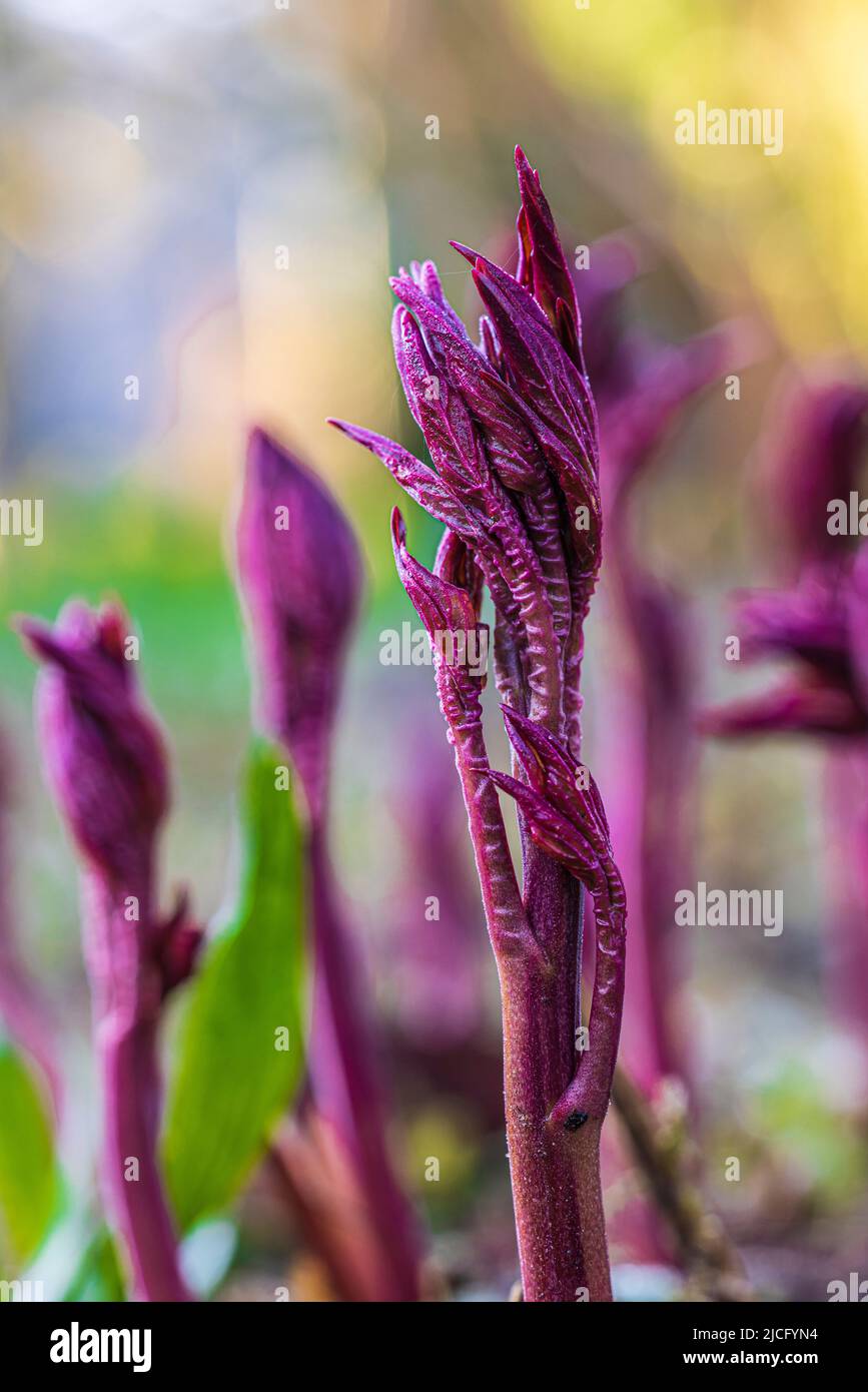 Deep red new shoots of peony, bokeh background Stock Photo - Alamy