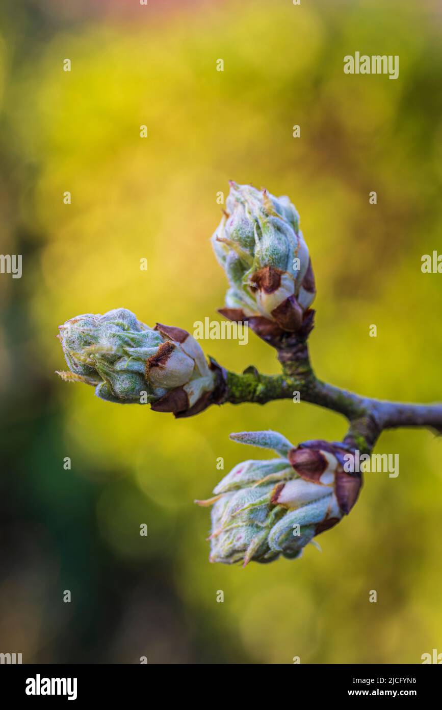 Pear tree, branch, flower buds, closeup Stock Photo - Alamy