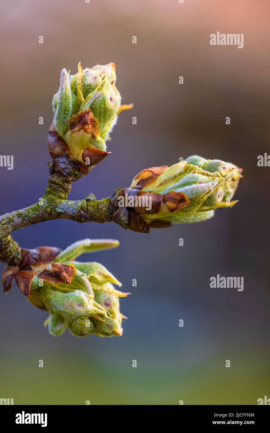Pear tree, branch, flower buds, closeup Stock Photo - Alamy
