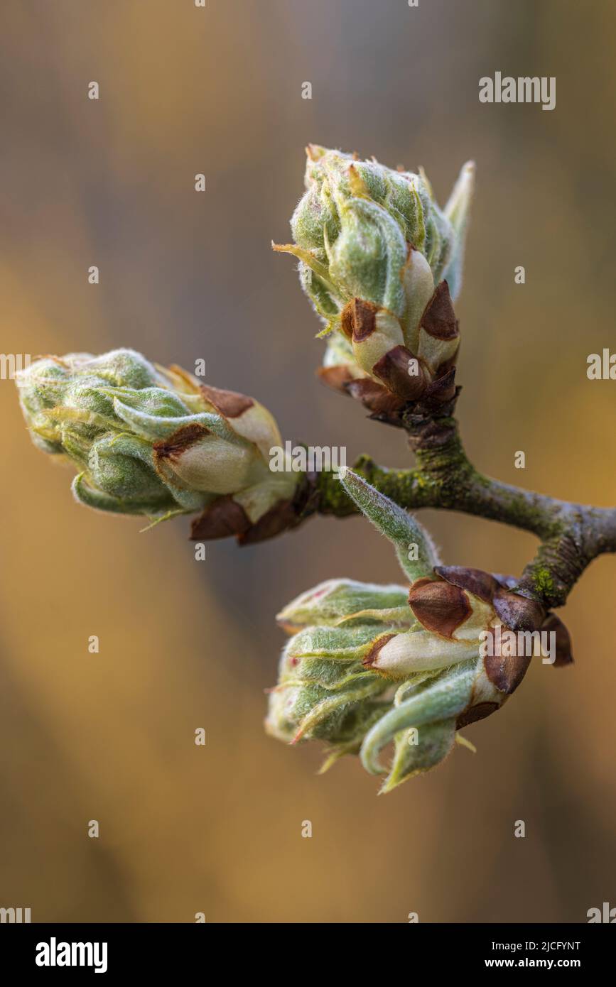 Pear tree, branch, flower buds, closeup Stock Photo - Alamy