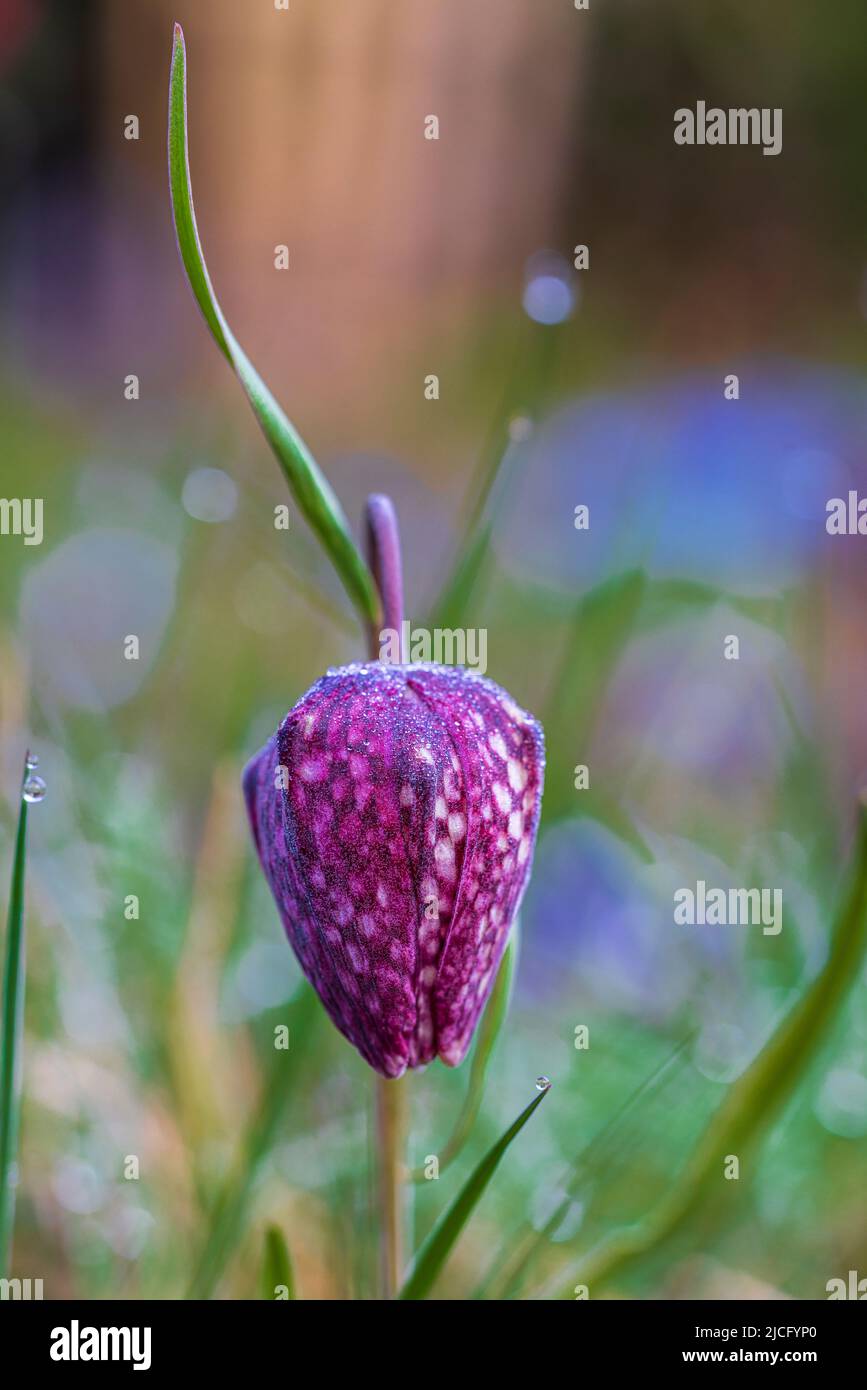 Meleagris genus hi-res stock photography and images - Alamy