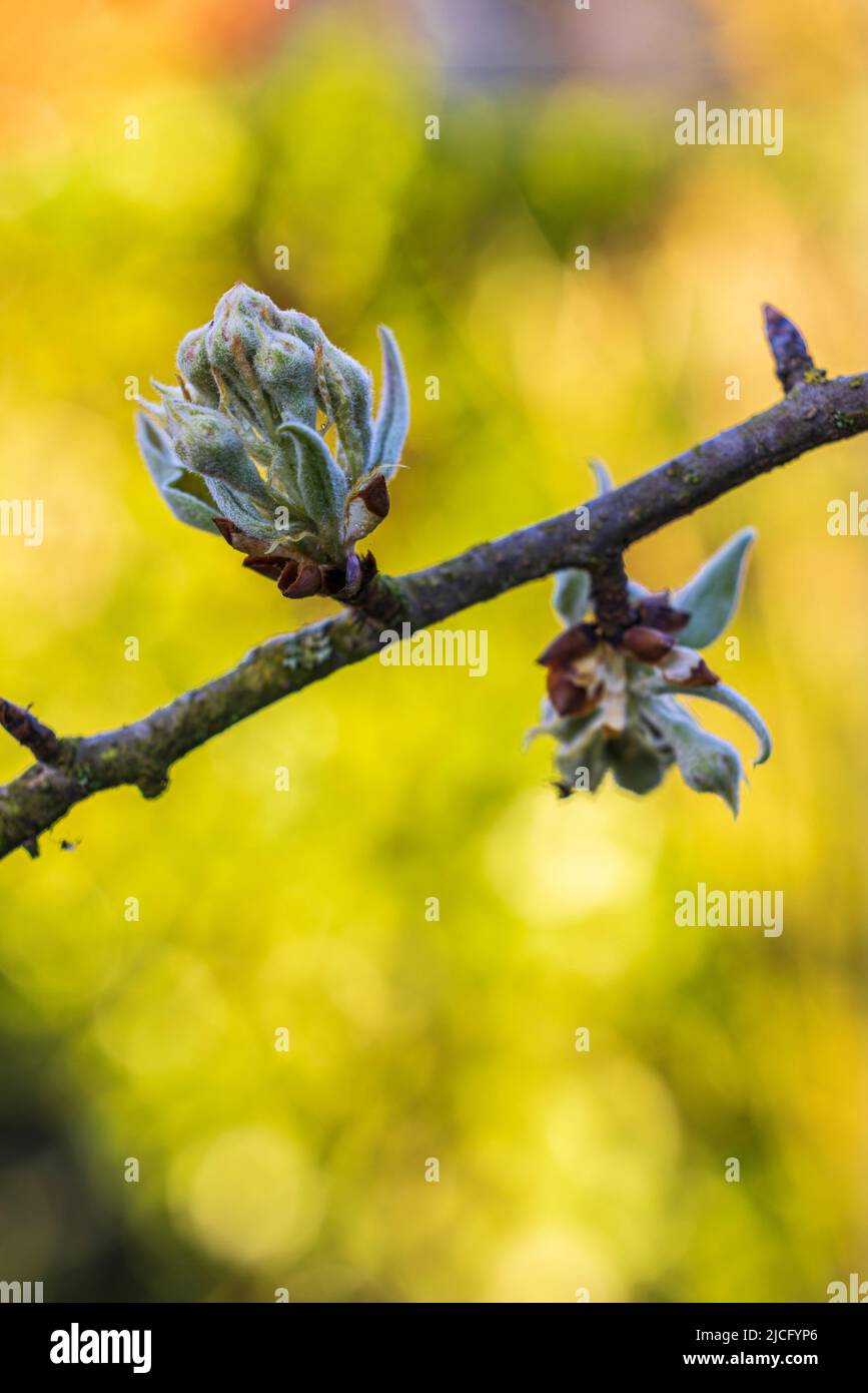 Budding tree branch hi-res stock photography and images - Alamy