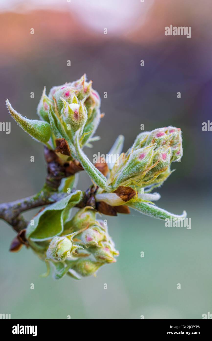 Pear tree, branch, flower buds, closeup Stock Photo - Alamy