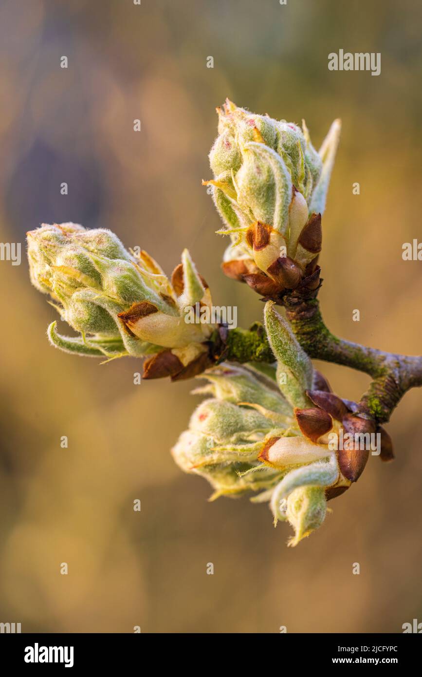 Pear tree, branch, flower buds, closeup Stock Photo - Alamy