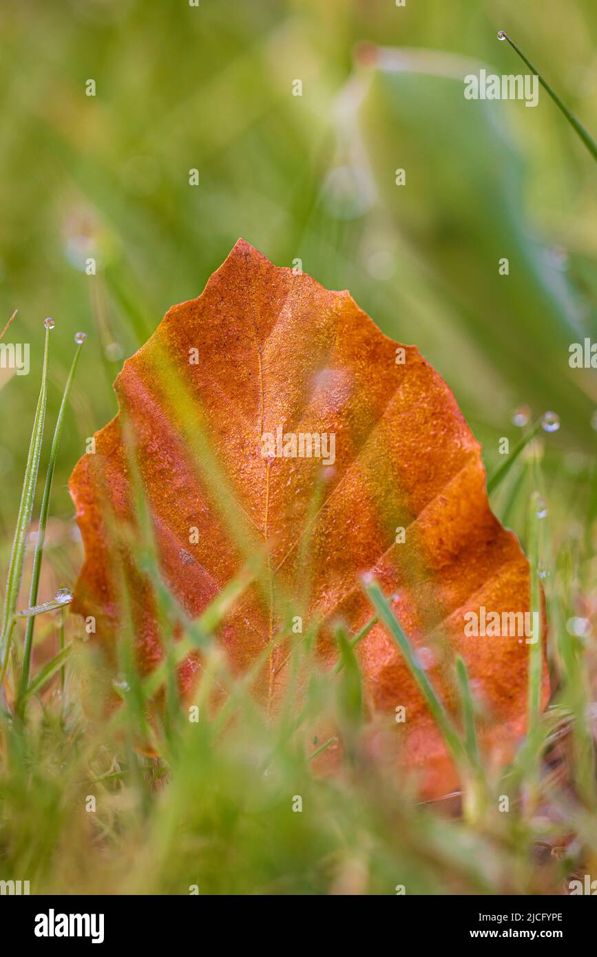 Fallen leaf on forest floor, nature in detail, forest still life Stock ...