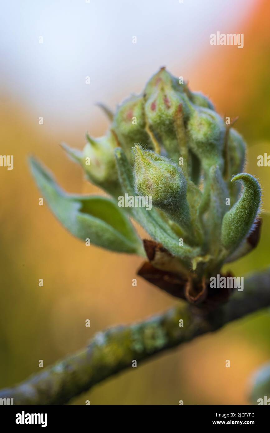 Pear tree, branch, flower buds, closeup Stock Photo - Alamy
