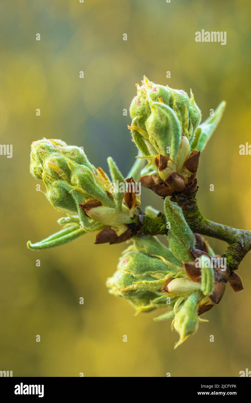 Pear tree, branch, flower buds, closeup Stock Photo - Alamy
