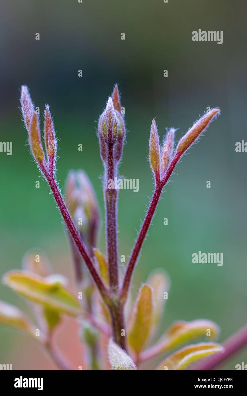 Budding tendrils hi-res stock photography and images - Alamy