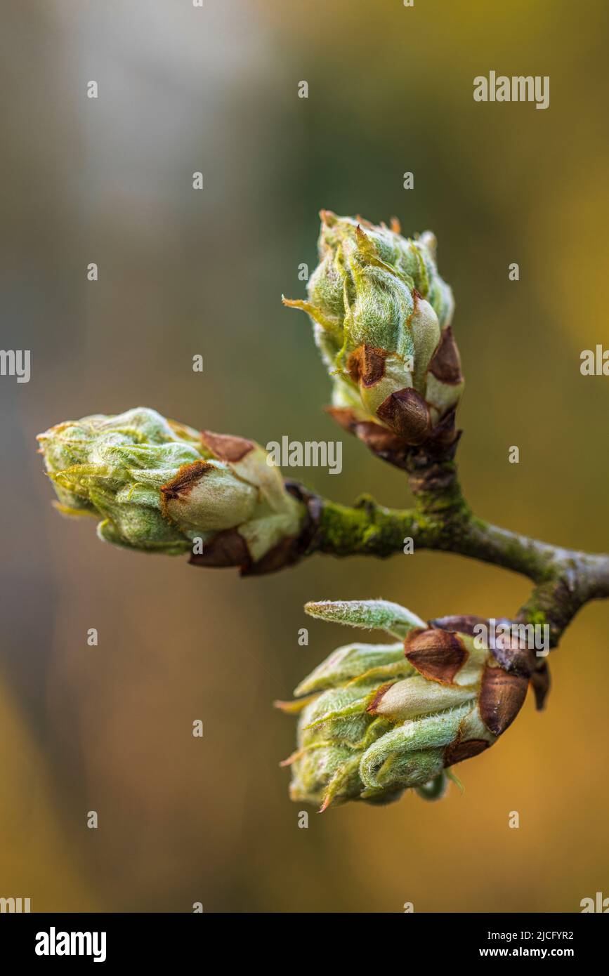 Pear tree, branch, flower buds, closeup Stock Photo - Alamy