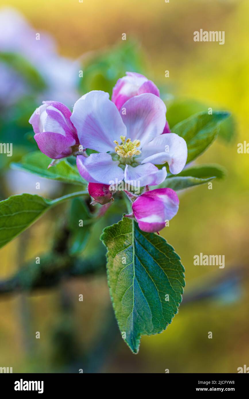 Apple blossom in spring, inflorescence, closeup Stock Photo - Alamy