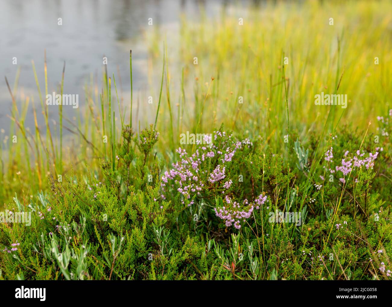 traditional bog vegetation with grass, mosses and lichens in the rain ...