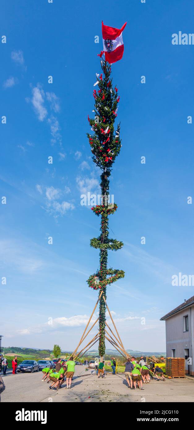 Ardagger, young men put up the maypole on Kollmitzberg in Mostviertel ...