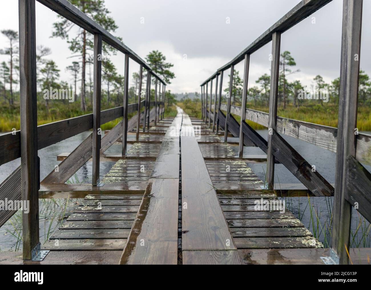 traditional bog landscape with wet trees, grass and bog moss during ...