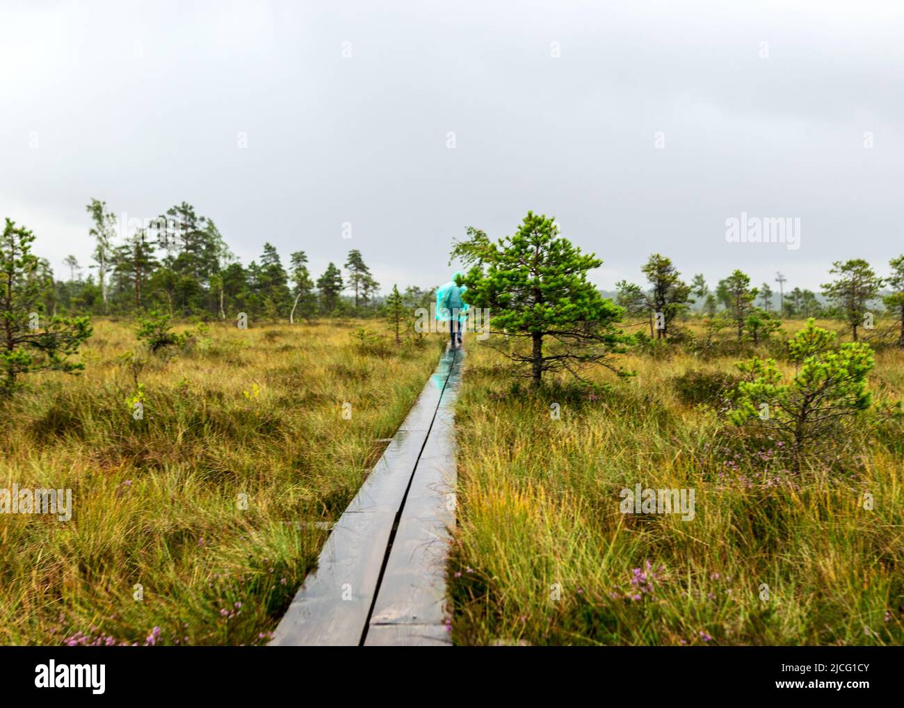traditional bog landscape with wet trees, grass and bog moss during ...