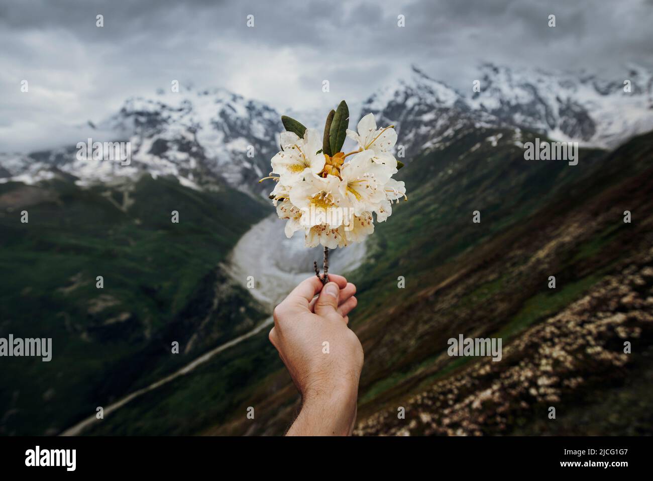 Hand holding rhododendron flower in front of Great Caucasus mountains ...