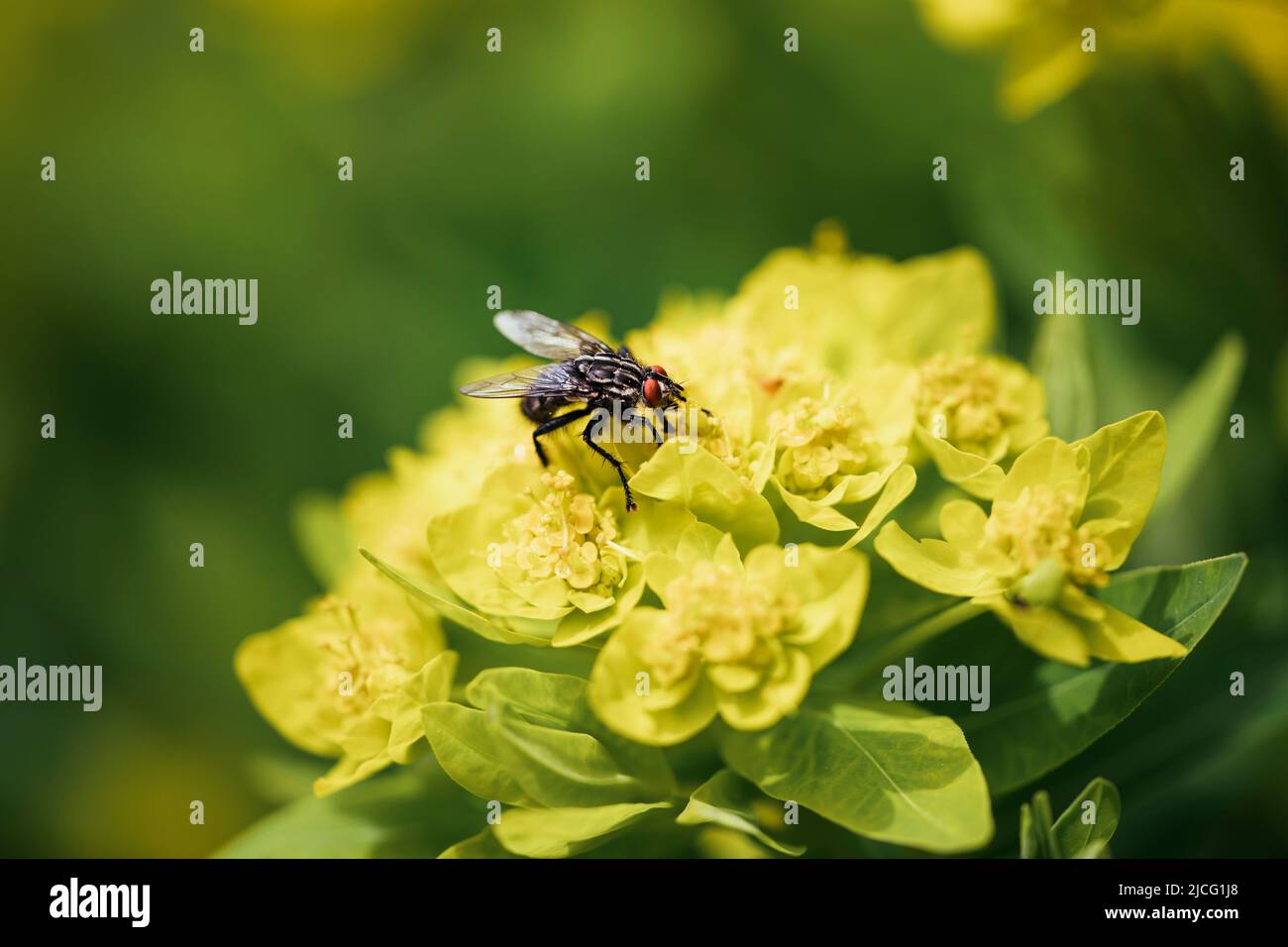 The spurge family hi-res stock photography and images - Alamy