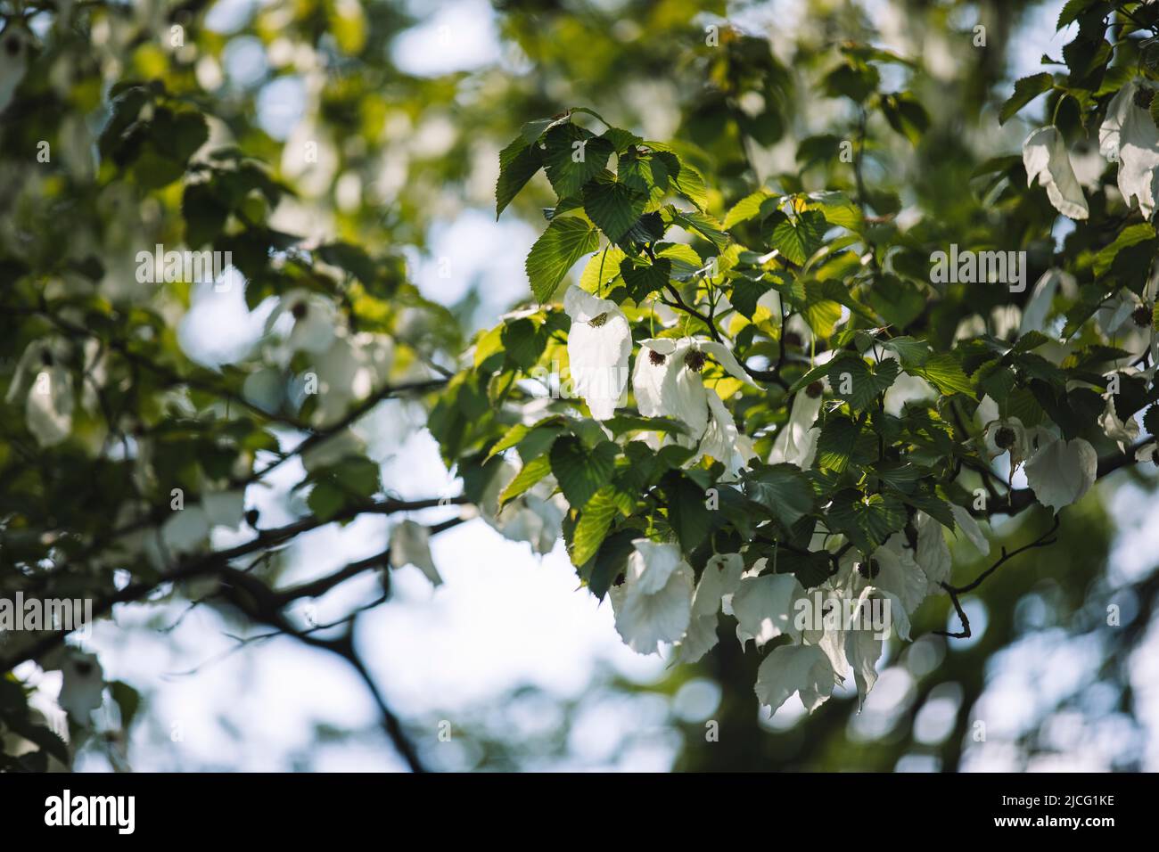 Pocket handkerchief hi-res stock photography and images - Alamy