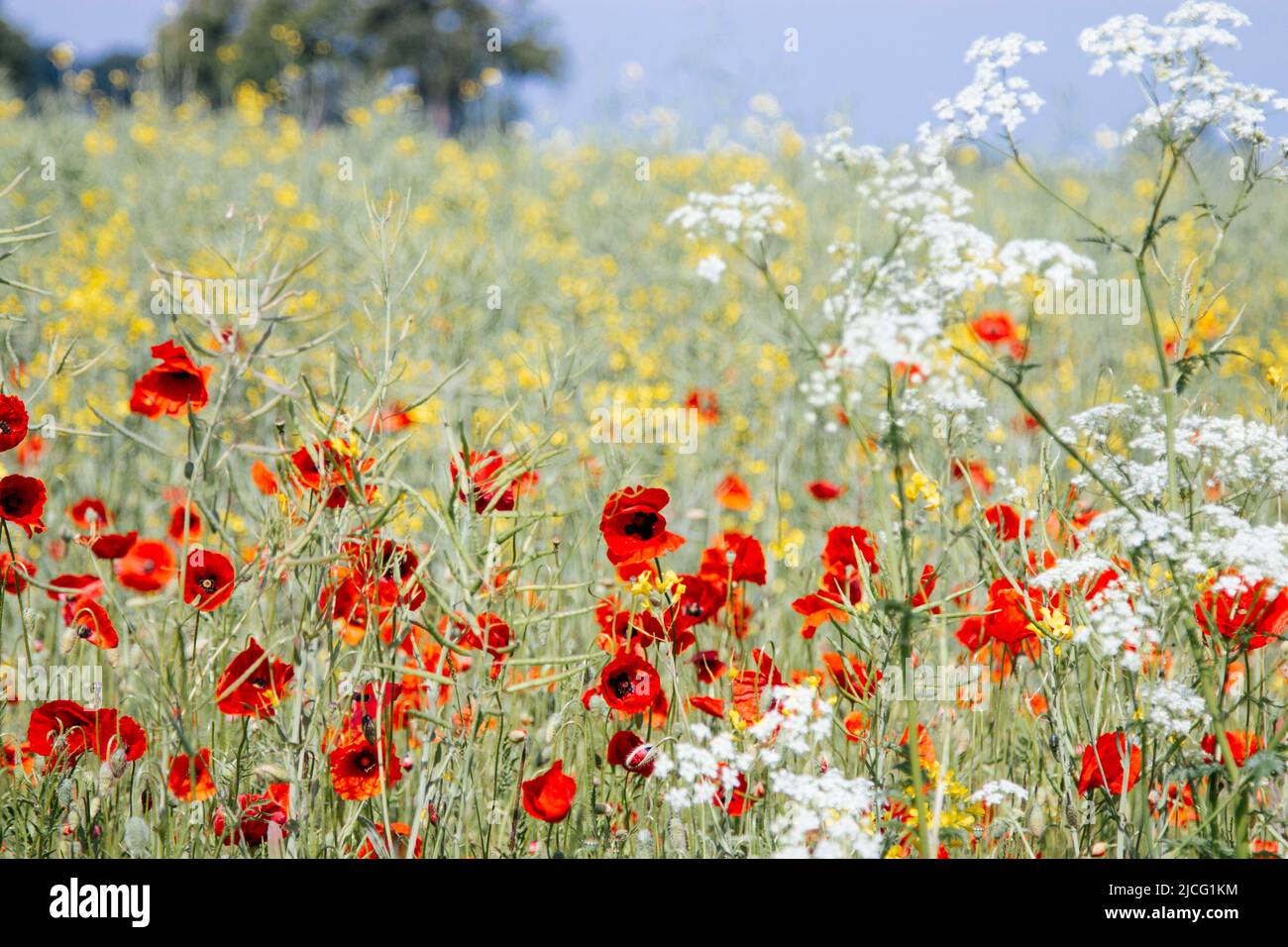 colorful summer flower meadow Stock Photo - Alamy