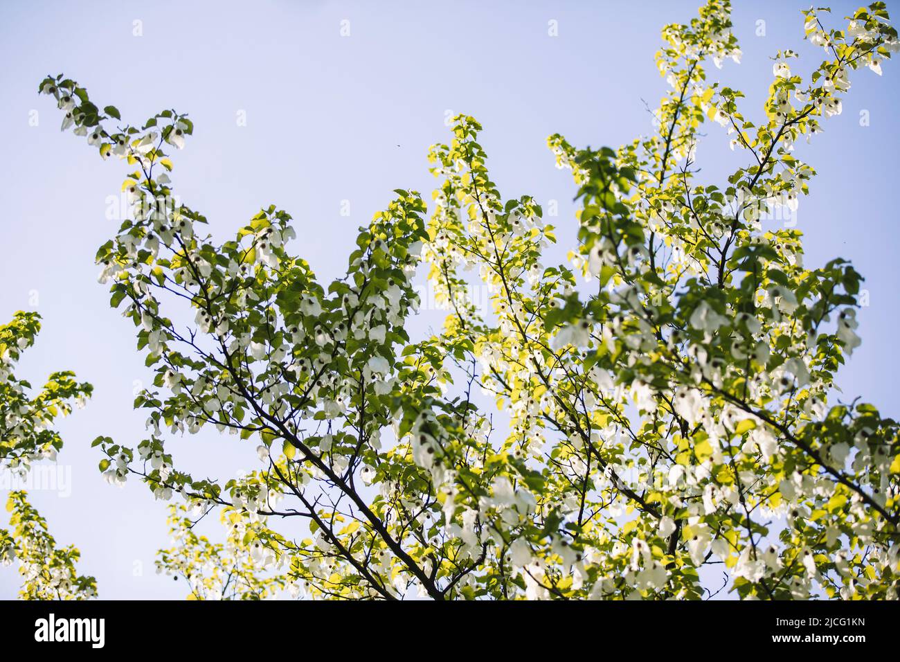 Handkerchief tree, detail Stock Photo - Alamy