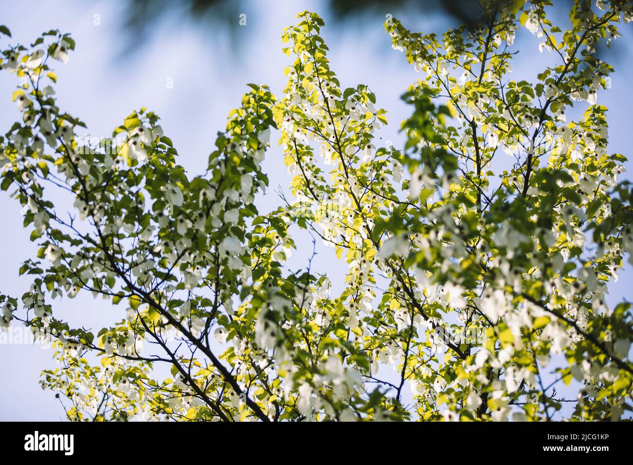 Handkerchief tree, detail Stock Photo - Alamy