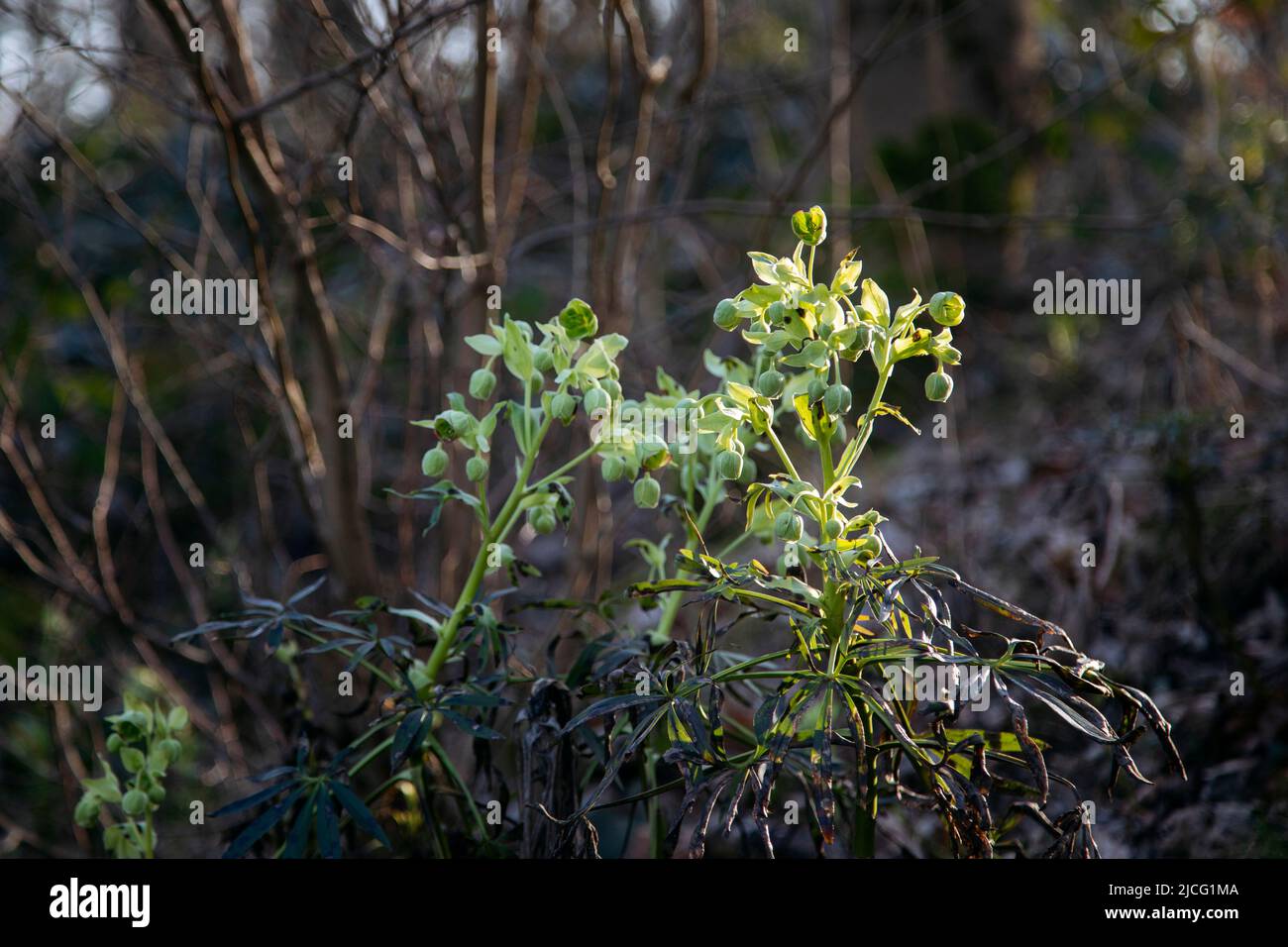 Stinking hellebore, detail Stock Photo - Alamy