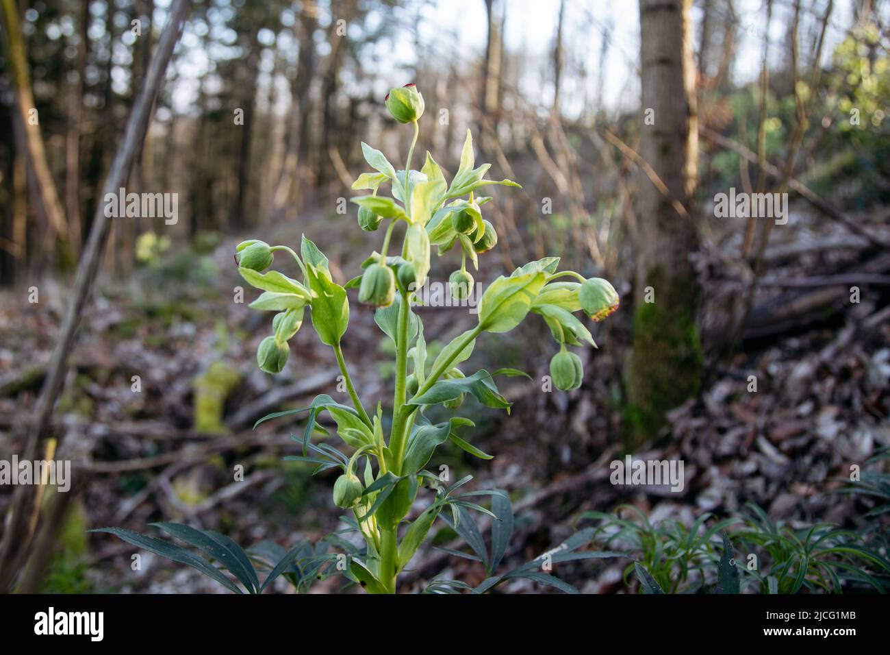 Stinking hellebore, detail Stock Photo - Alamy