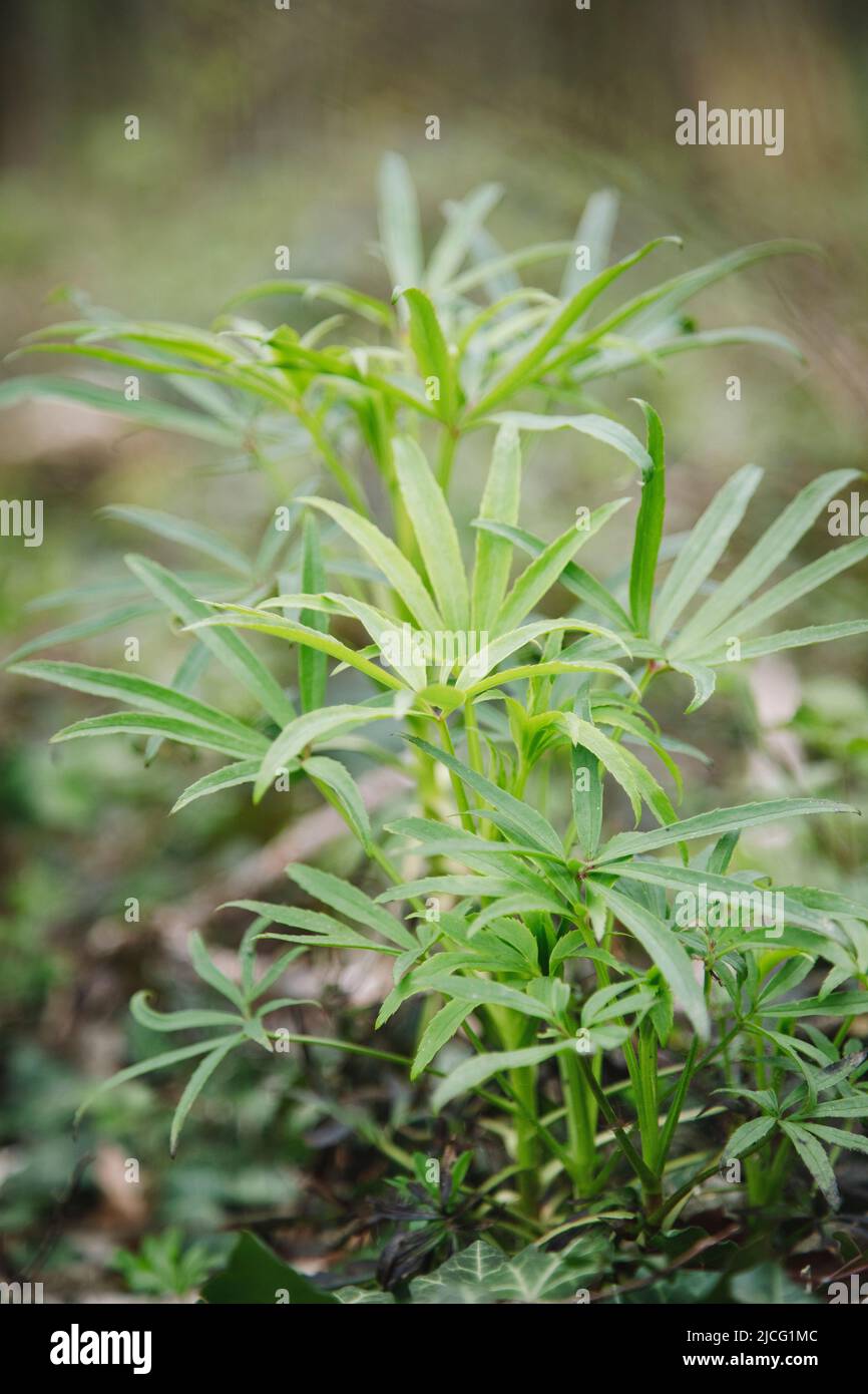 Stinking hellebore, detail Stock Photo - Alamy