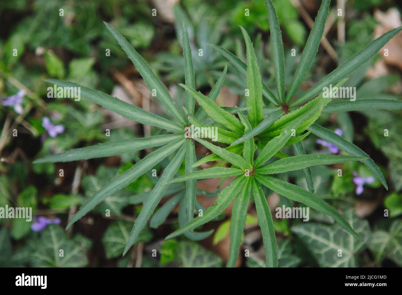 Stinking hellebore, detail Stock Photo - Alamy
