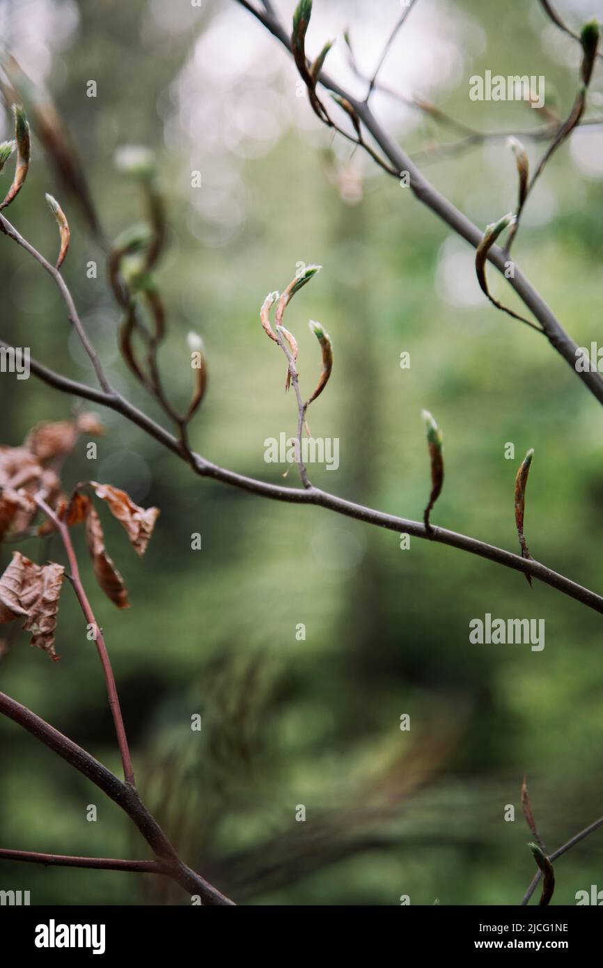 Copper beech, detail Stock Photo - Alamy