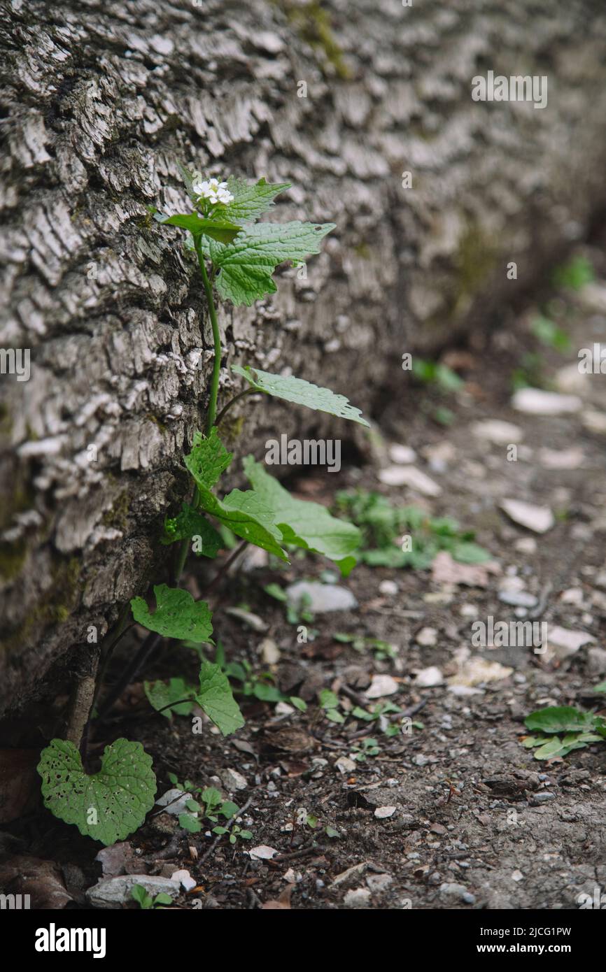Forest cobra hi-res stock photography and images - Alamy