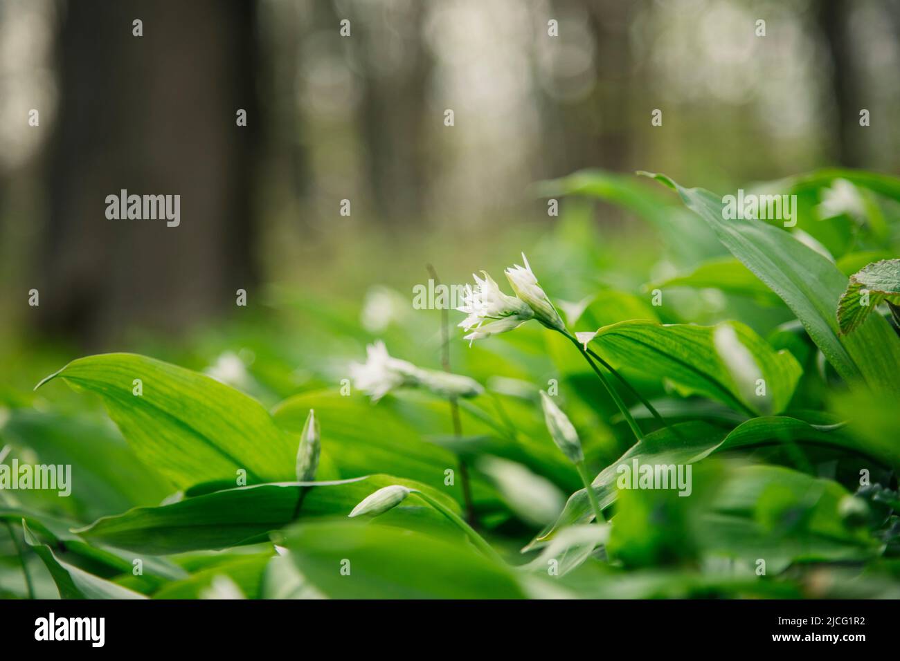 Forest, wild garlic Stock Photo - Alamy