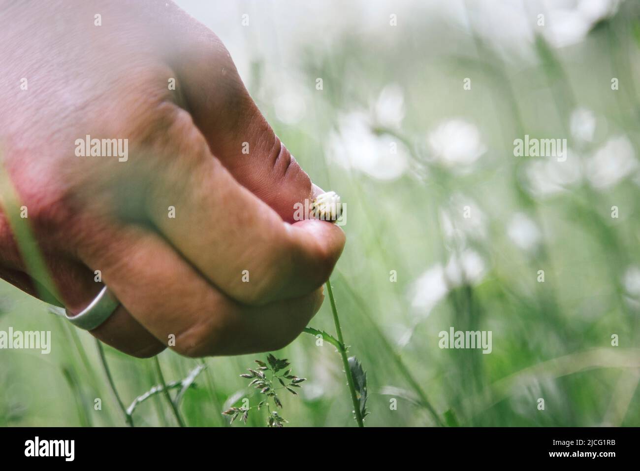 Hand and flowers hi-res stock photography and images - Alamy