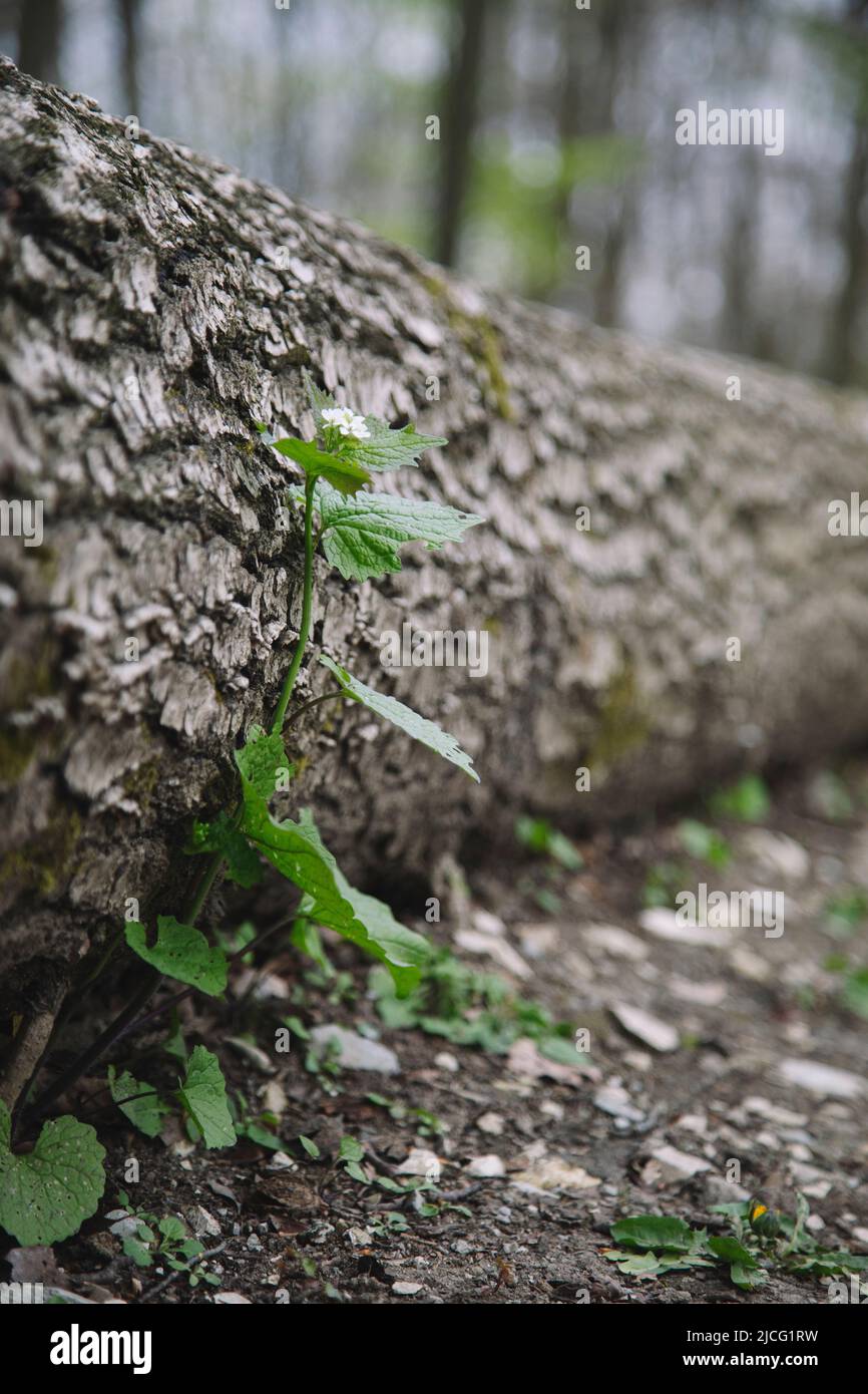 Forest cobra hi-res stock photography and images - Alamy