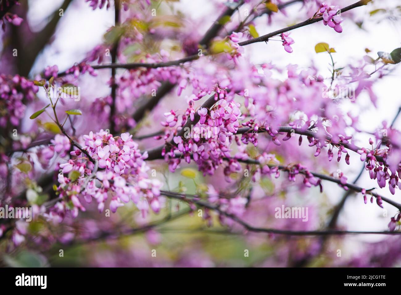 Canadian Judas tree, detail, blur Stock Photo - Alamy