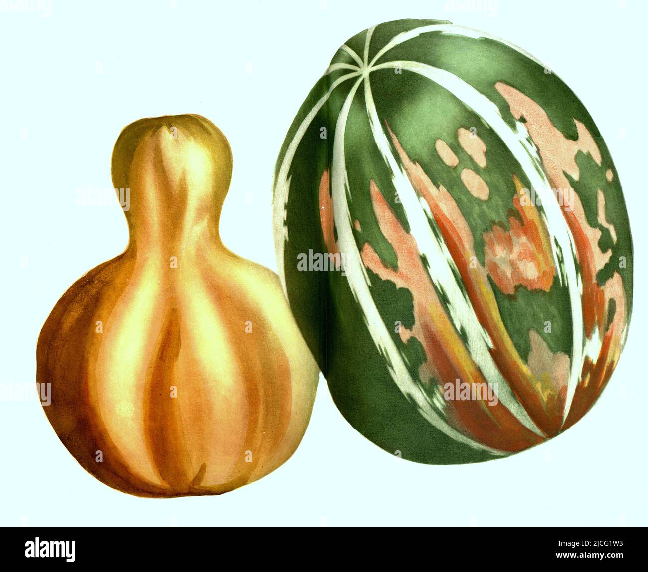 Melon botanical illustration Cut Out Stock Images & Pictures - Alamy