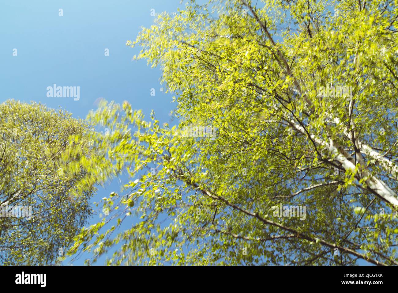 Birch spring hi-res stock photography and images - Alamy