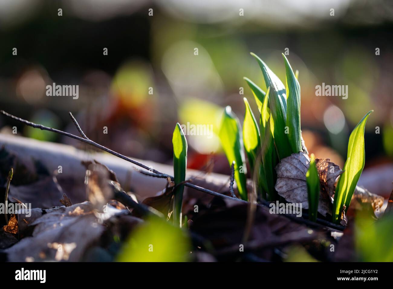 Forest, wild garlic Stock Photo - Alamy