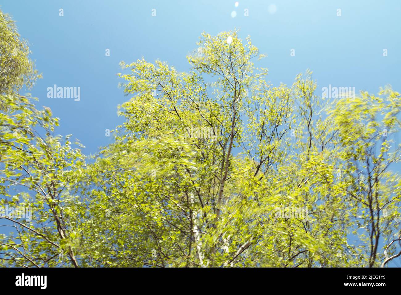 Spring birch twigs hi-res stock photography and images - Alamy