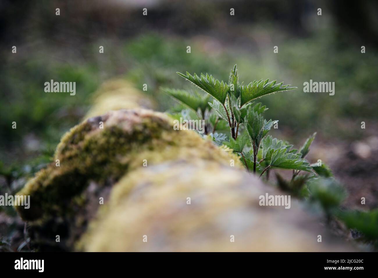 Spring herb detail hi-res stock photography and images - Alamy