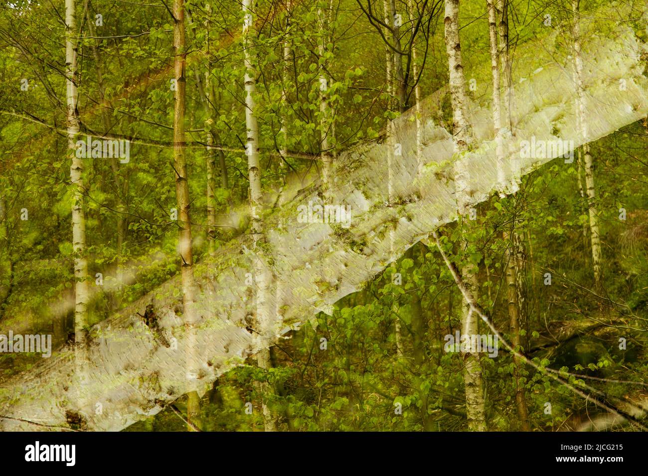Birch forest, double exposure Stock Photo - Alamy