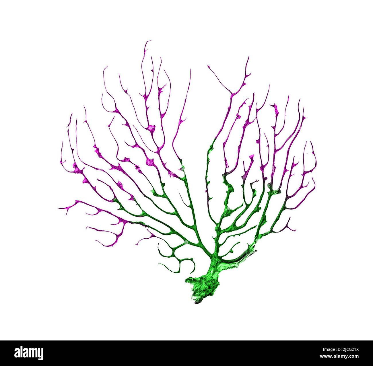 Dry algae isolated on white background Stock Photo - Alamy