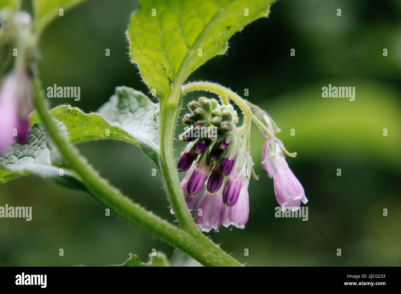 Comfrey plant hi-res stock photography and images - Alamy