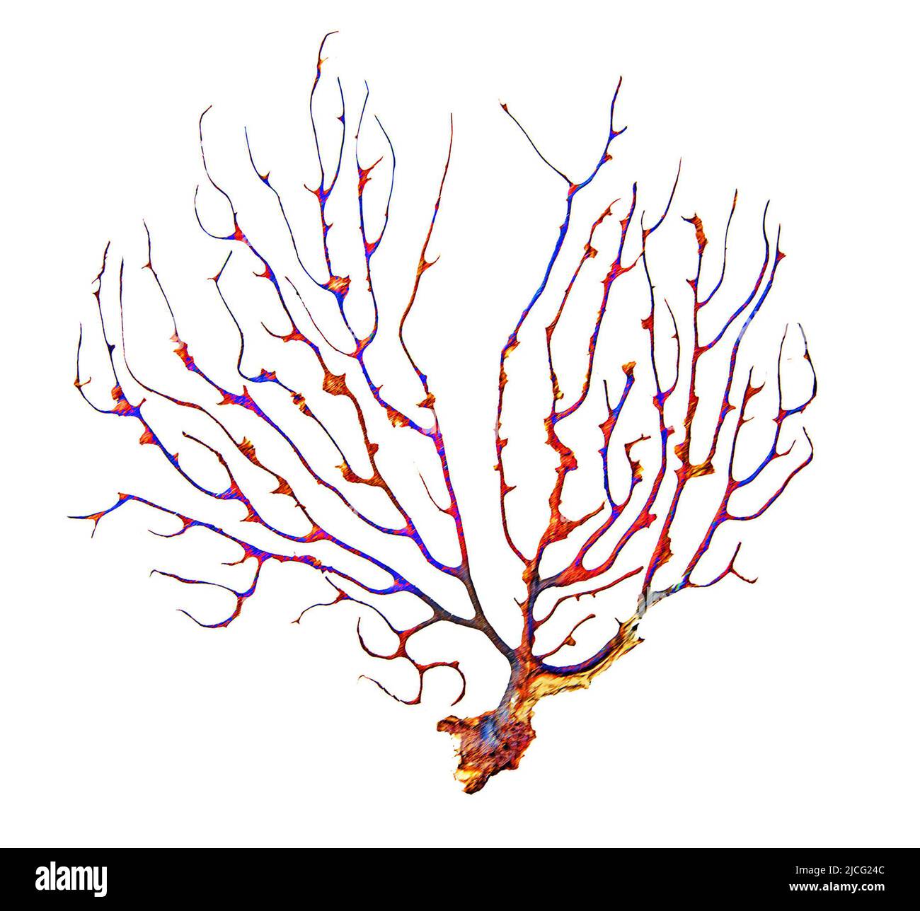 Dry algae isolated on white background Stock Photo - Alamy