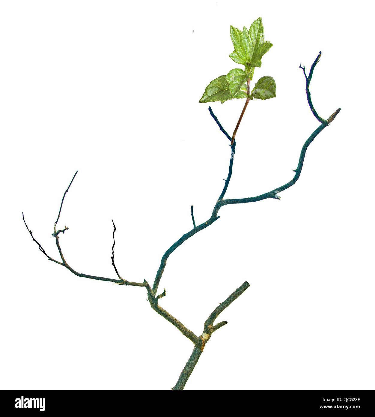 Dry branch isolated on white background Stock Photo - Alamy