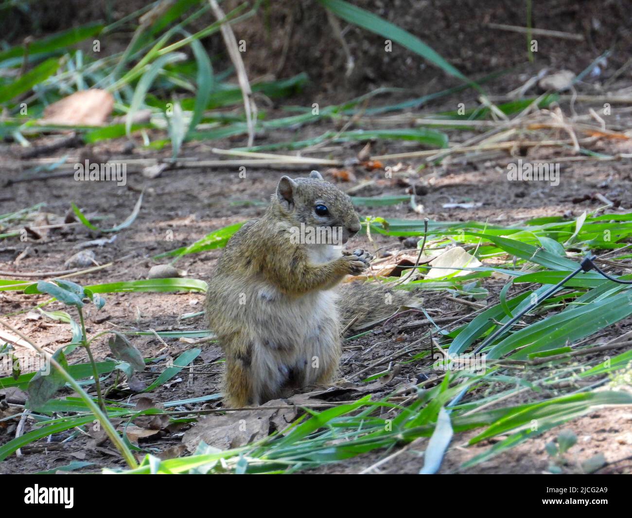 Cape ground squirrel playing under the trees Stock Photo - Alamy