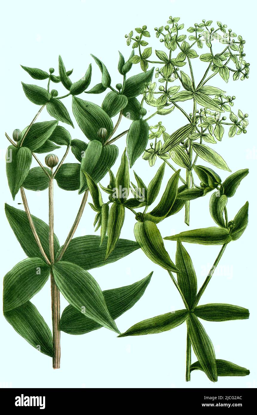 Botanical illustration of caper spurge hi-res stock photography and ...