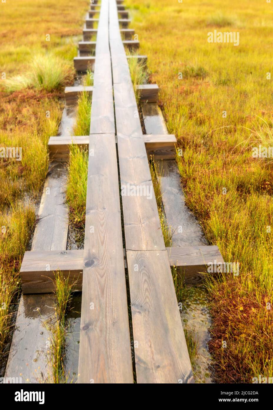 traditional bog landscape with wet trees, grass and bog moss during ...