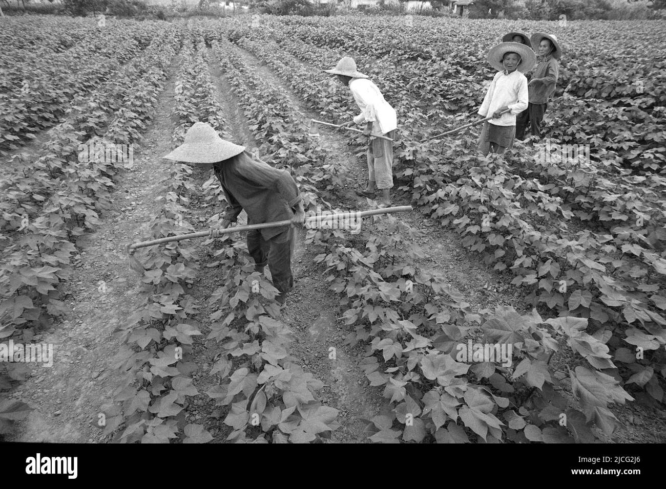 Chinese Farmers Black And White